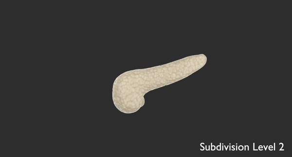 Pancreas anatomical 3D model - TurboSquid 1161334
