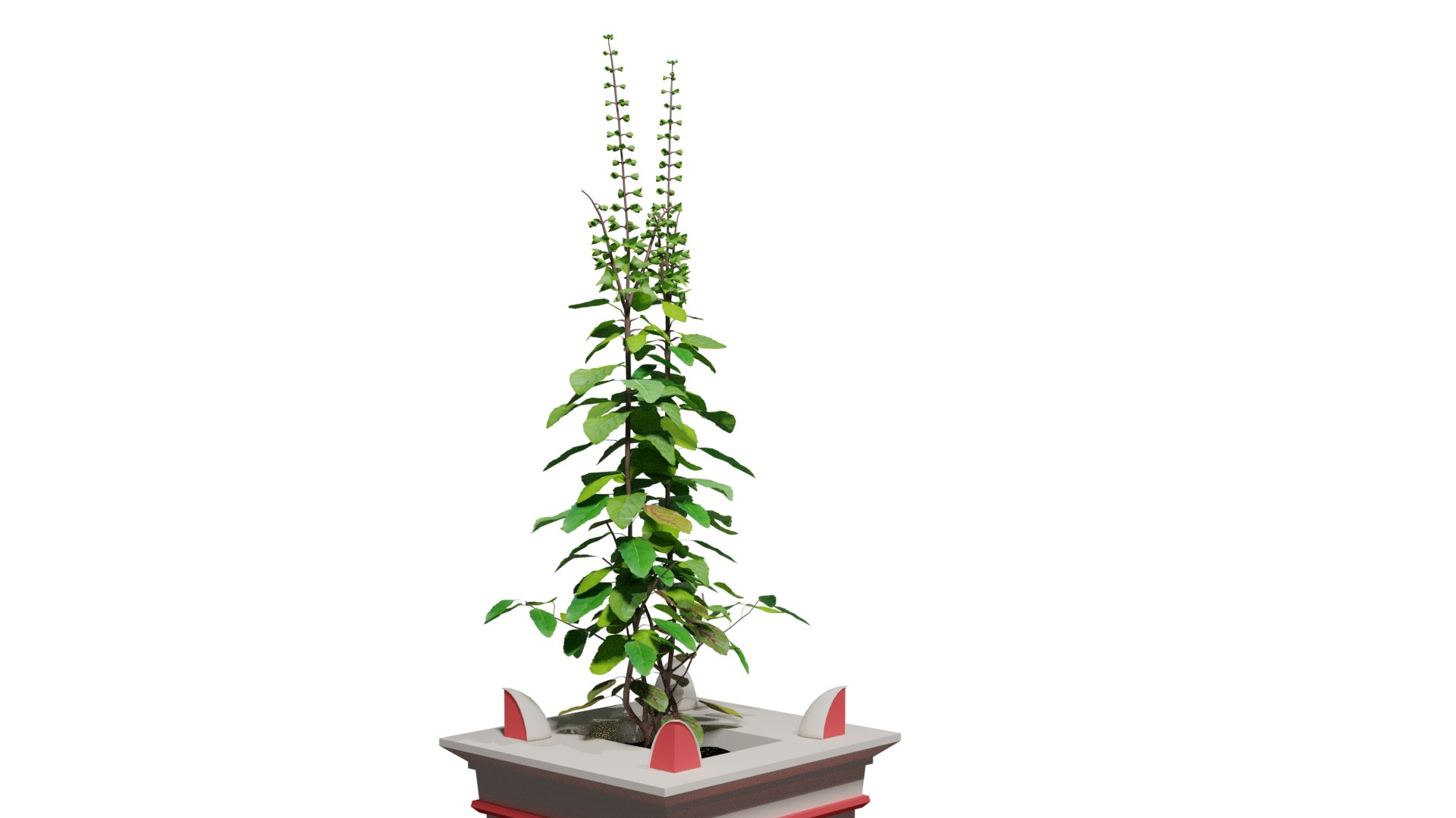 Basil Tree 3D - TurboSquid 2023938