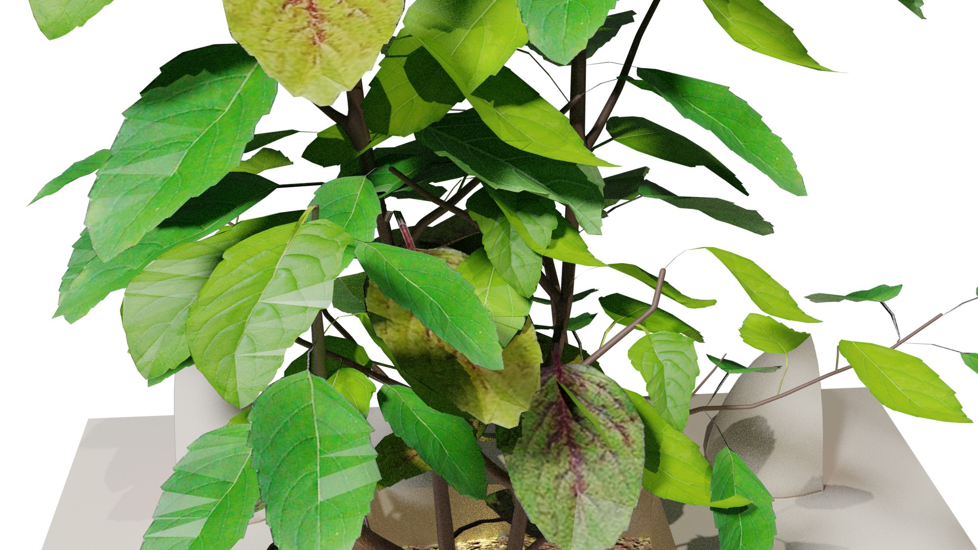 Basil Tree 3D - TurboSquid 2023938