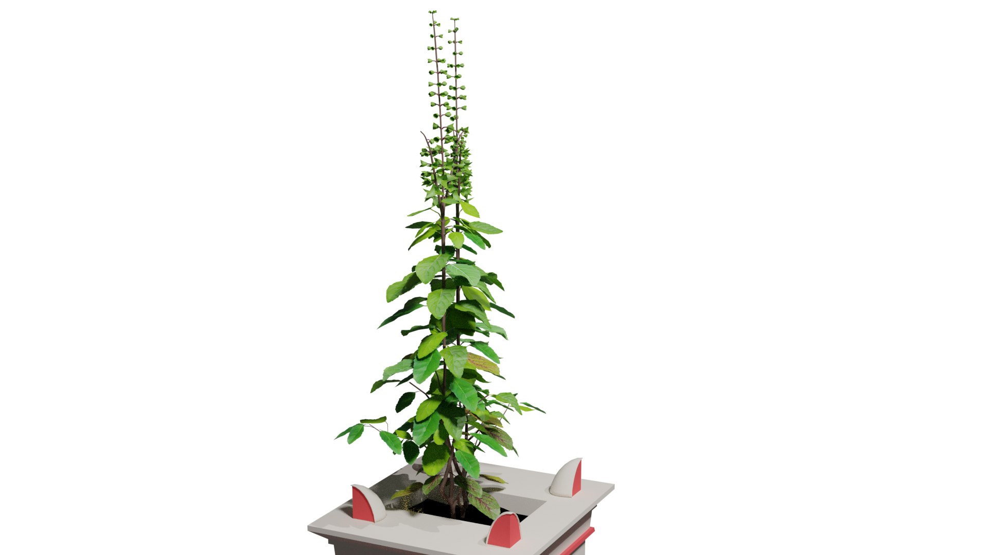 Basil Tree 3D - TurboSquid 2023938