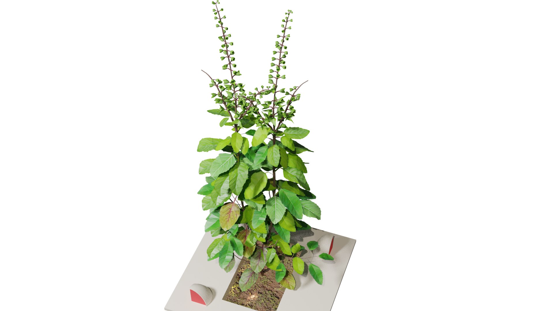 Basil Tree 3D - TurboSquid 2023938