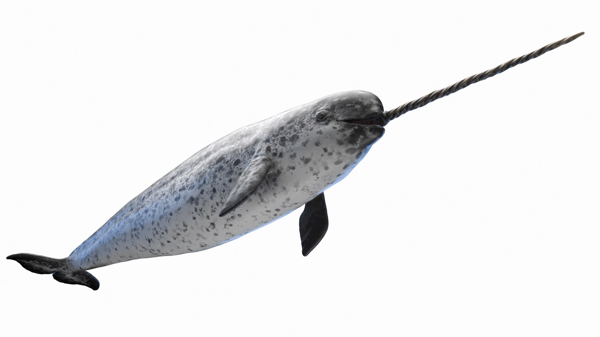 Narwhal Static 3D - TurboSquid 2006072