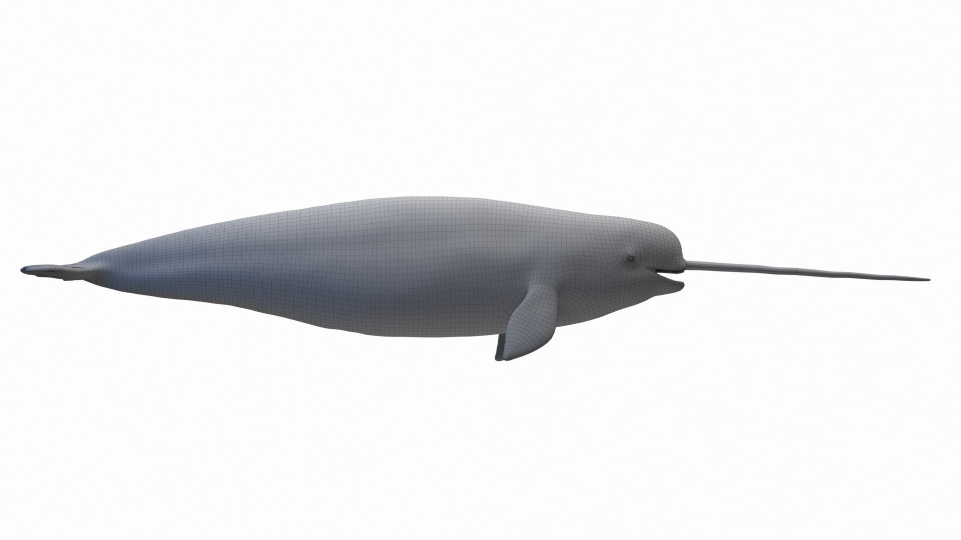 Narwhal Static 3D - TurboSquid 2006072