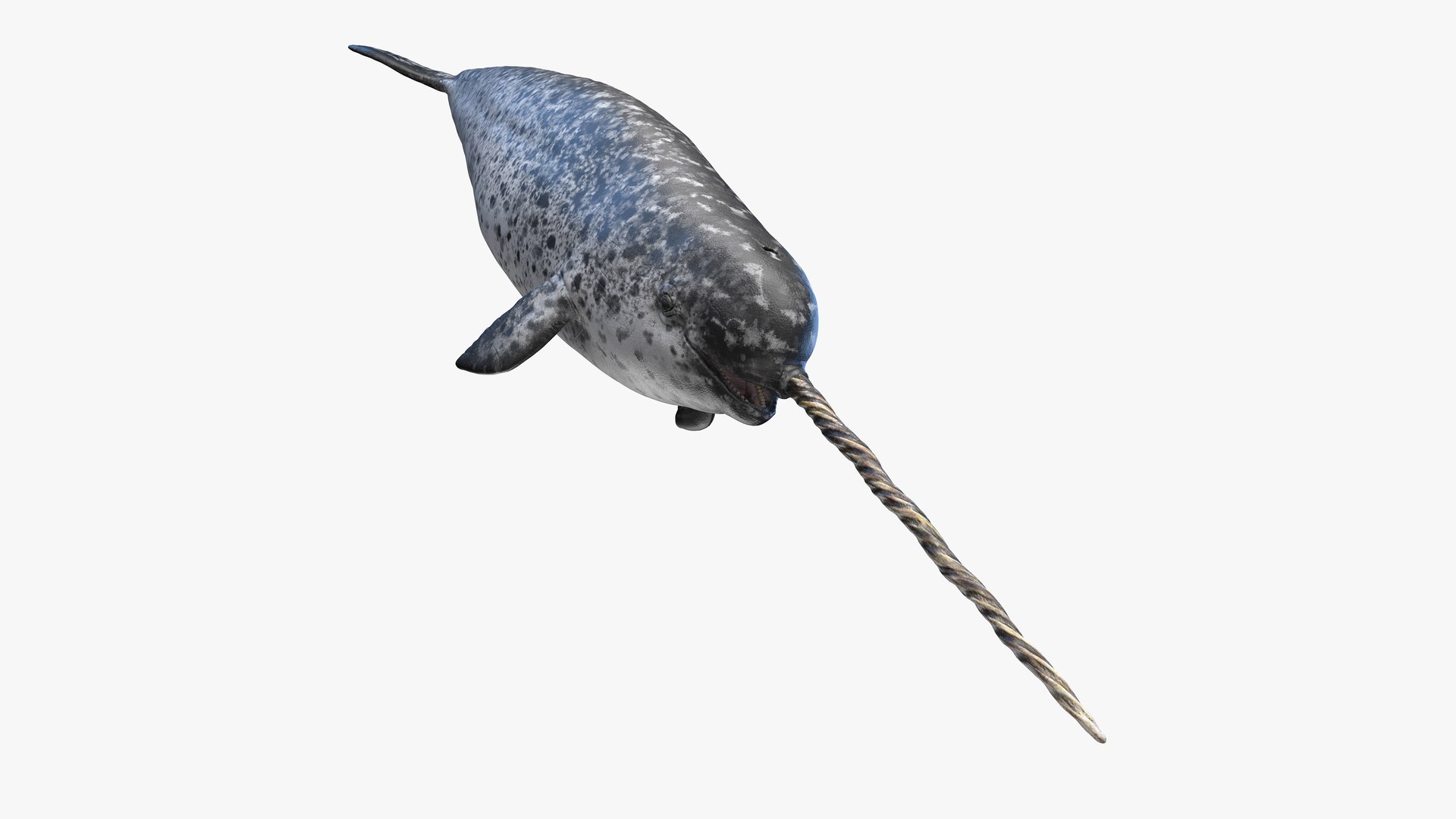 Narwhal Static 3D - TurboSquid 2006072