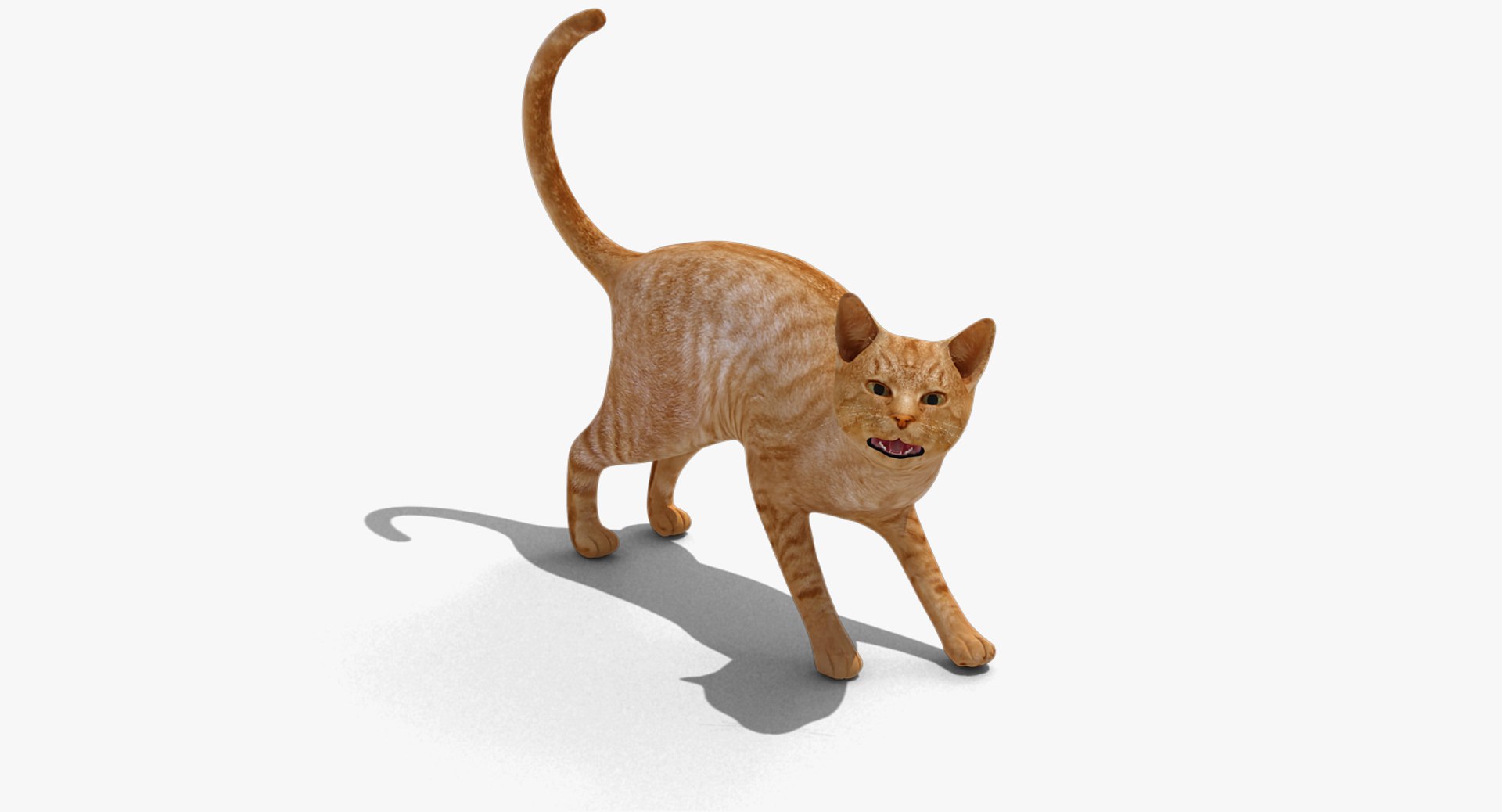 rigged domestic cat 3d model