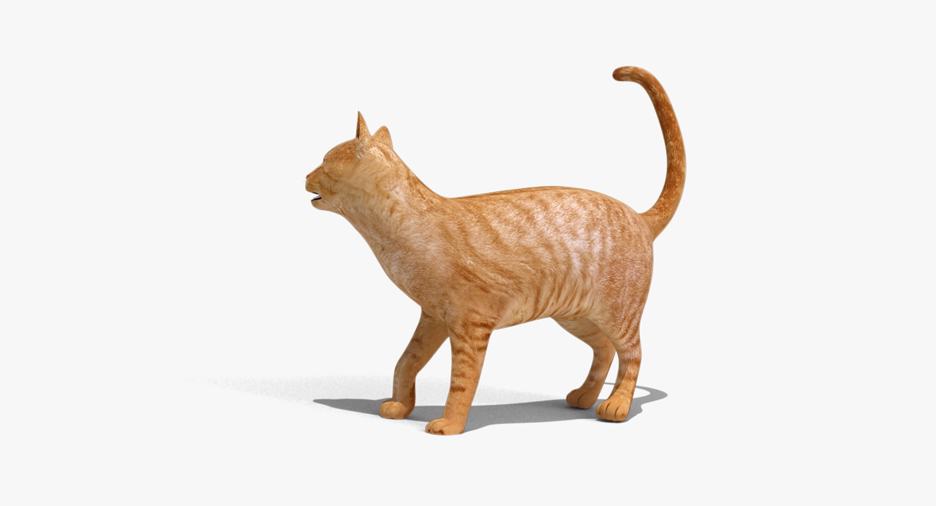 rigged domestic cat 3d model
