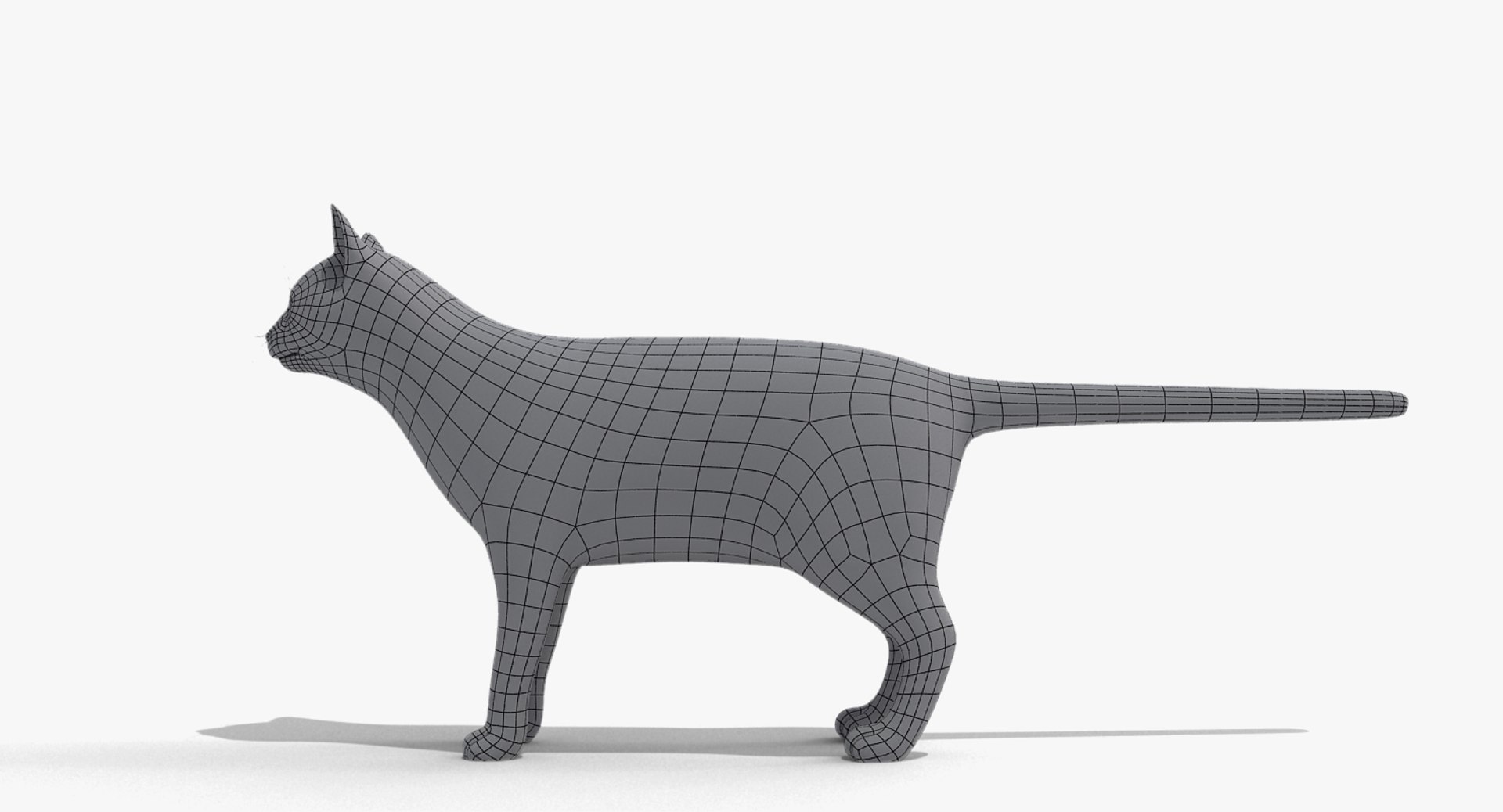 rigged domestic cat 3d model