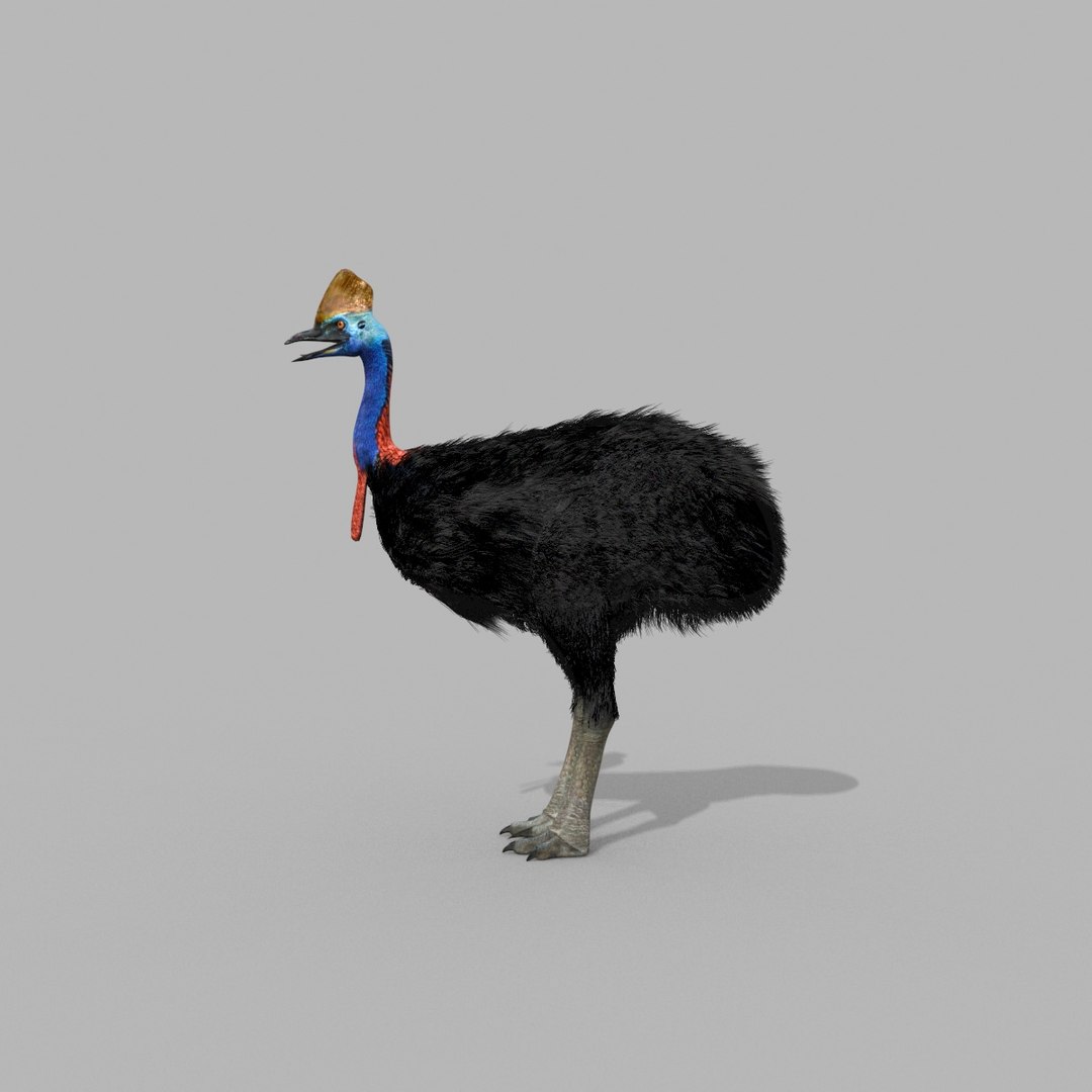 Most Real Cassowary 8K - 3d Animated Model 3D Model - TurboSquid 2058925