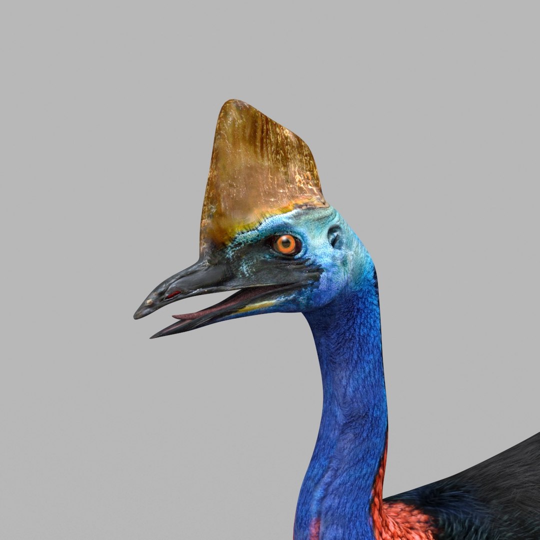 Most Real Cassowary 8K - 3d Animated Model 3D Model - TurboSquid 2058925