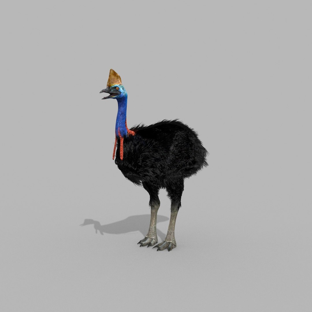 Most Real Cassowary 8K - 3d Animated Model 3D Model - TurboSquid 2058925