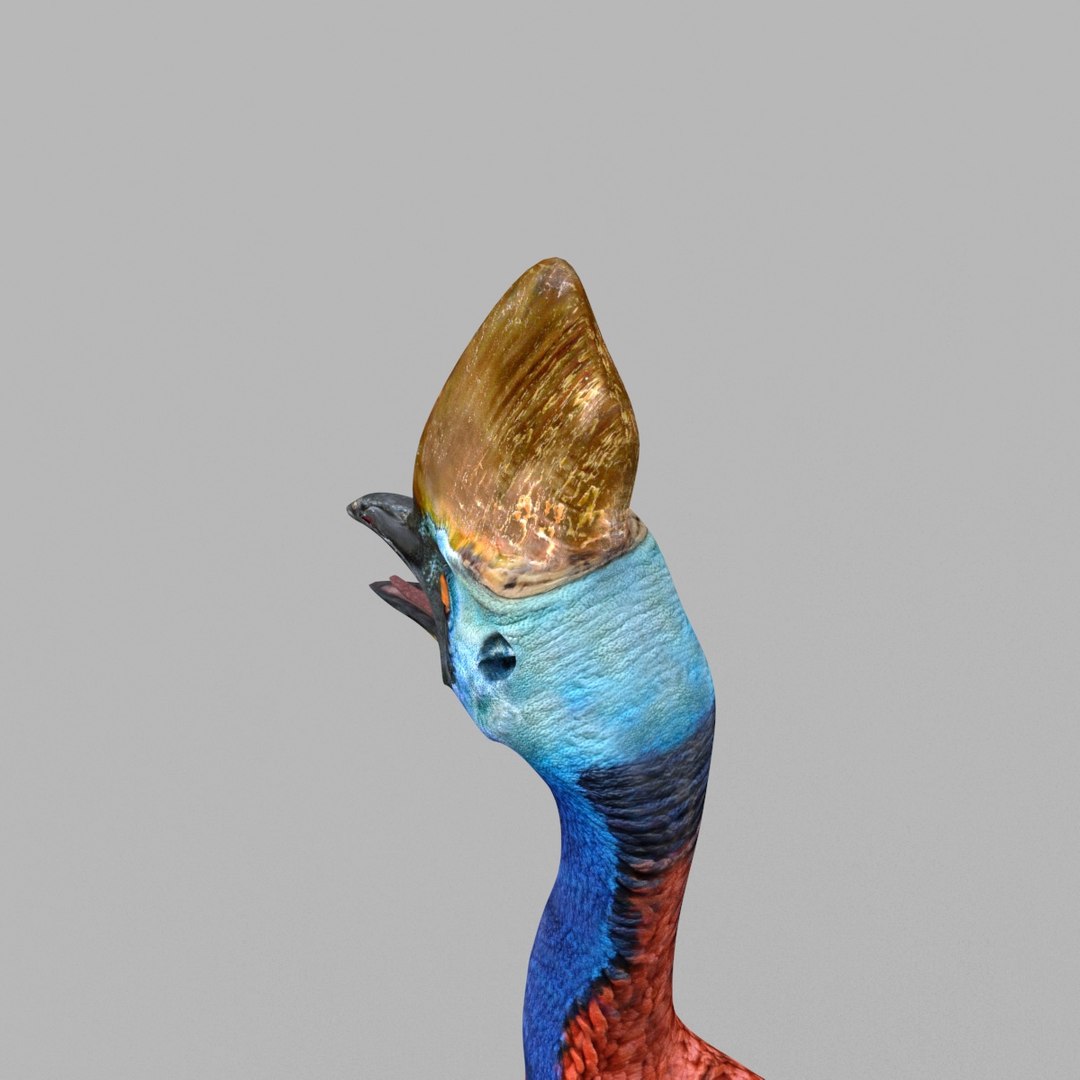 Most Real Cassowary 8K - 3d Animated Model 3D Model - TurboSquid 2058925