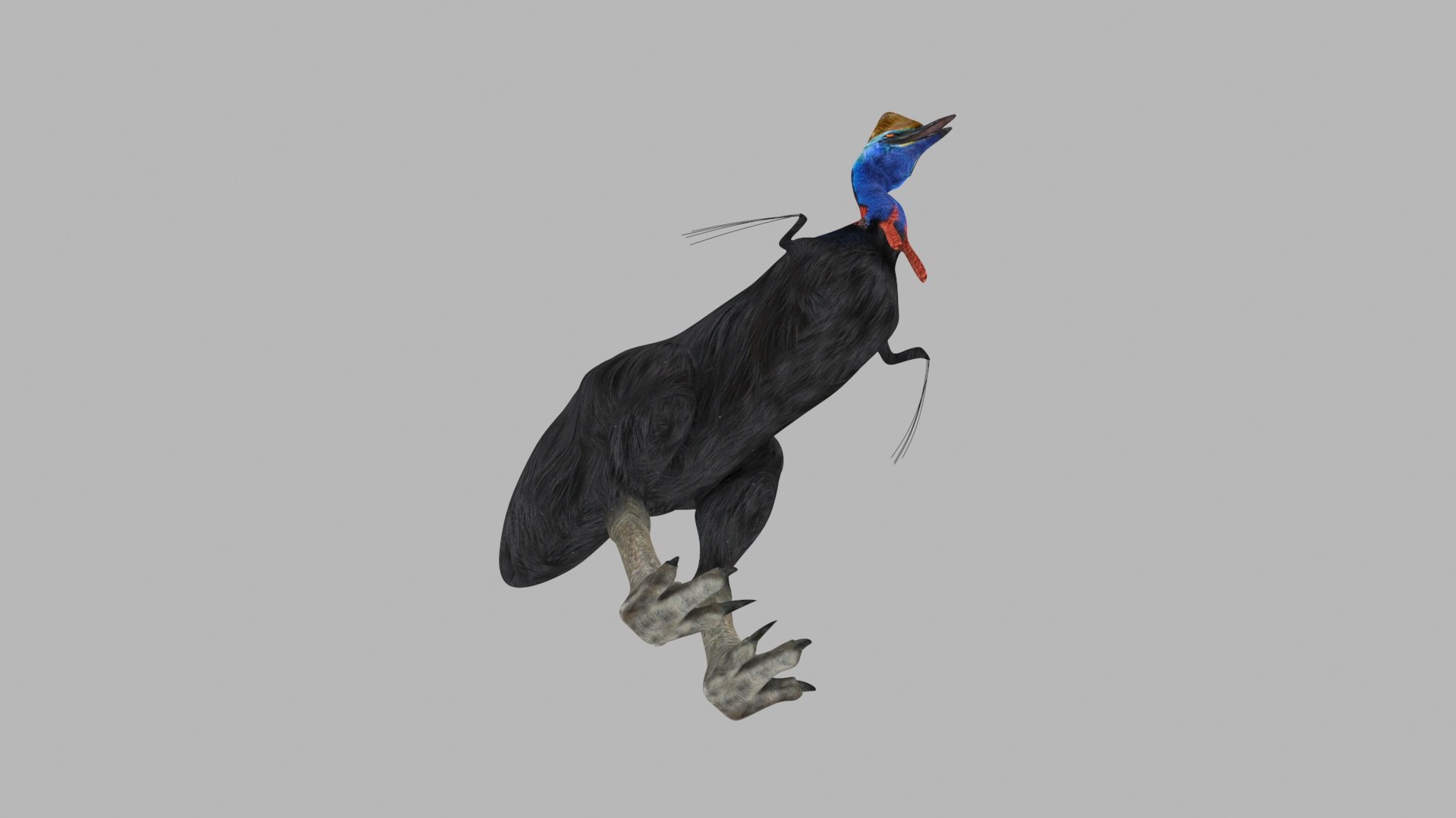 Most Real Cassowary 8K - 3d animated model 3D model - TurboSquid 2058925