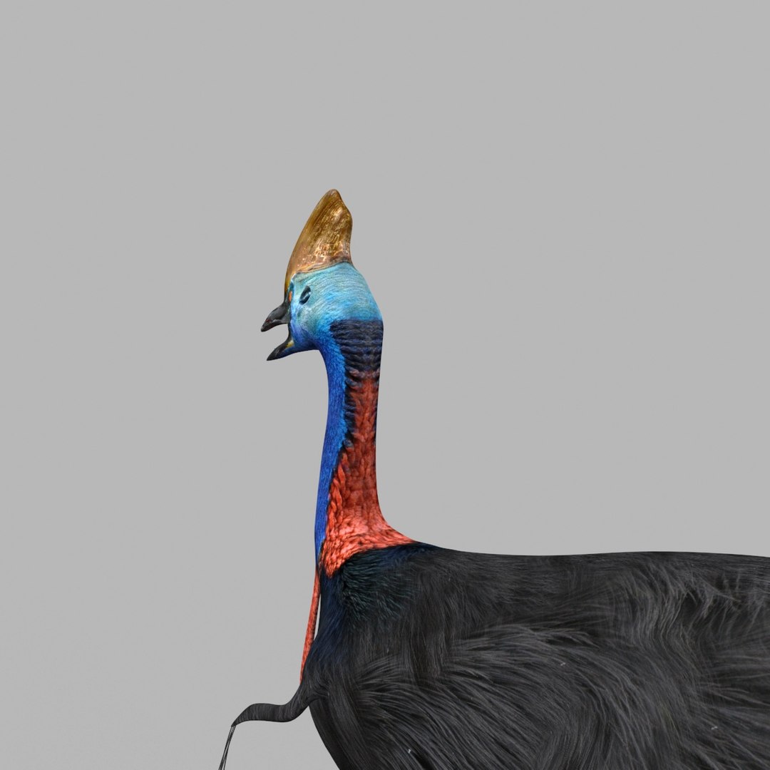 Most Real Cassowary 8K - 3d Animated Model 3D Model - TurboSquid 2058925