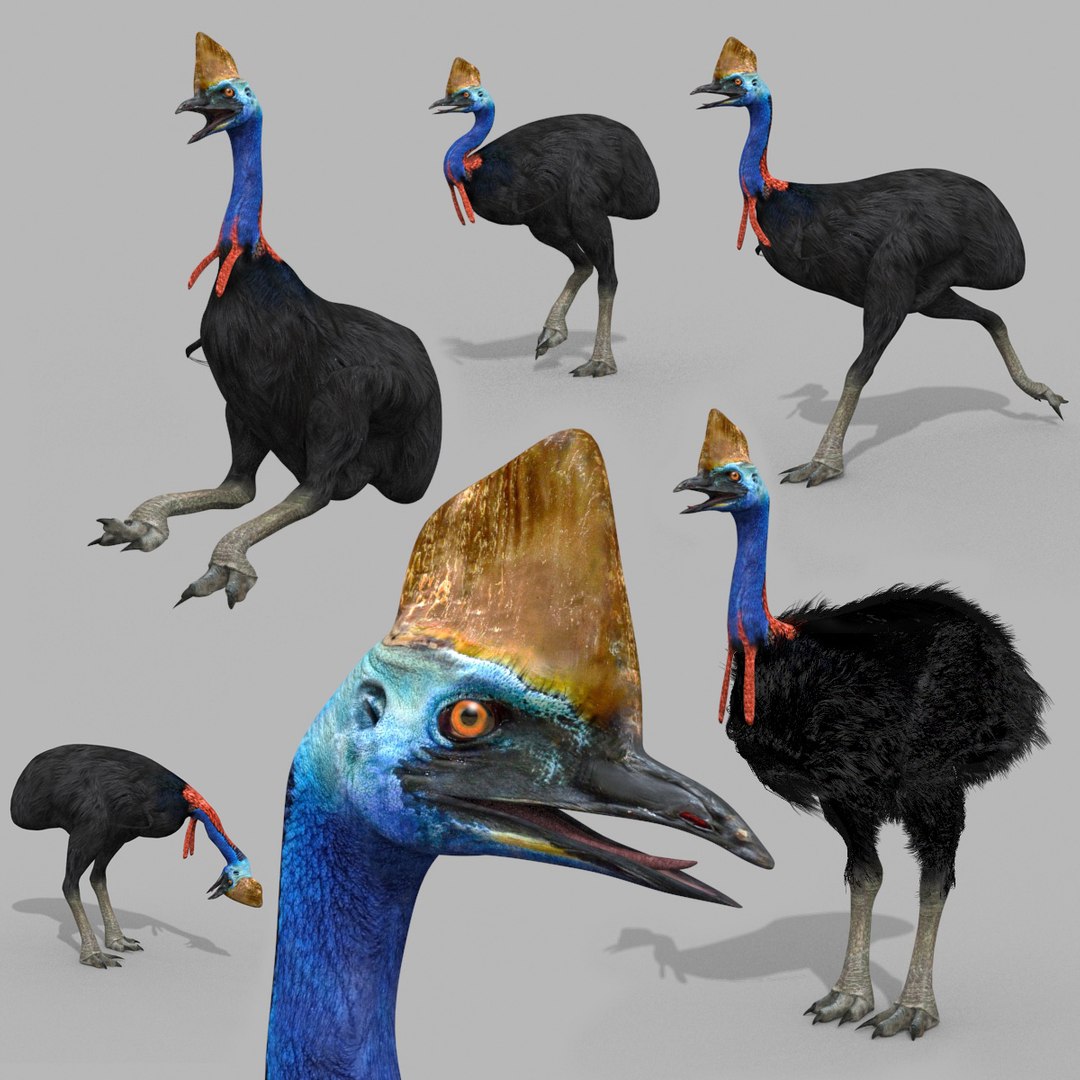 Most Real Cassowary 8K - 3d animated model 3D model - TurboSquid 2058925