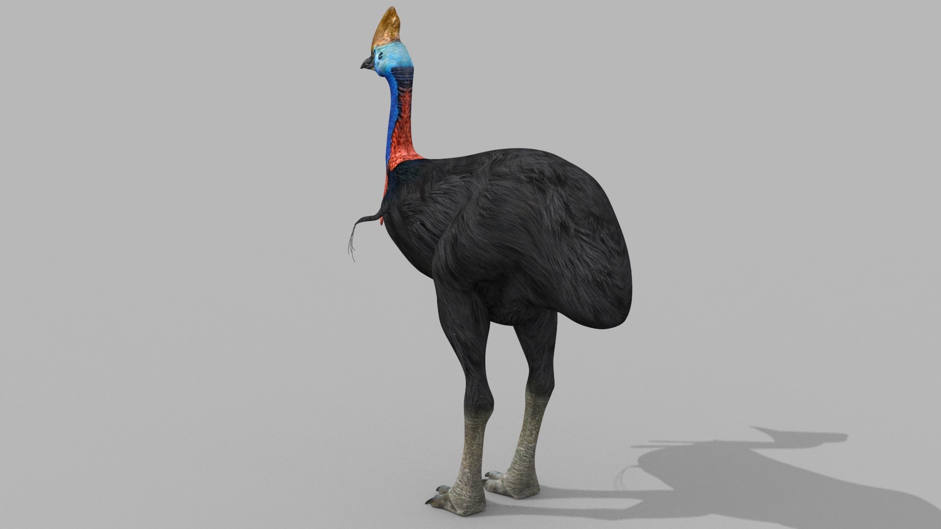 Most Real Cassowary 8K - 3d Animated Model 3D Model - TurboSquid 2058925