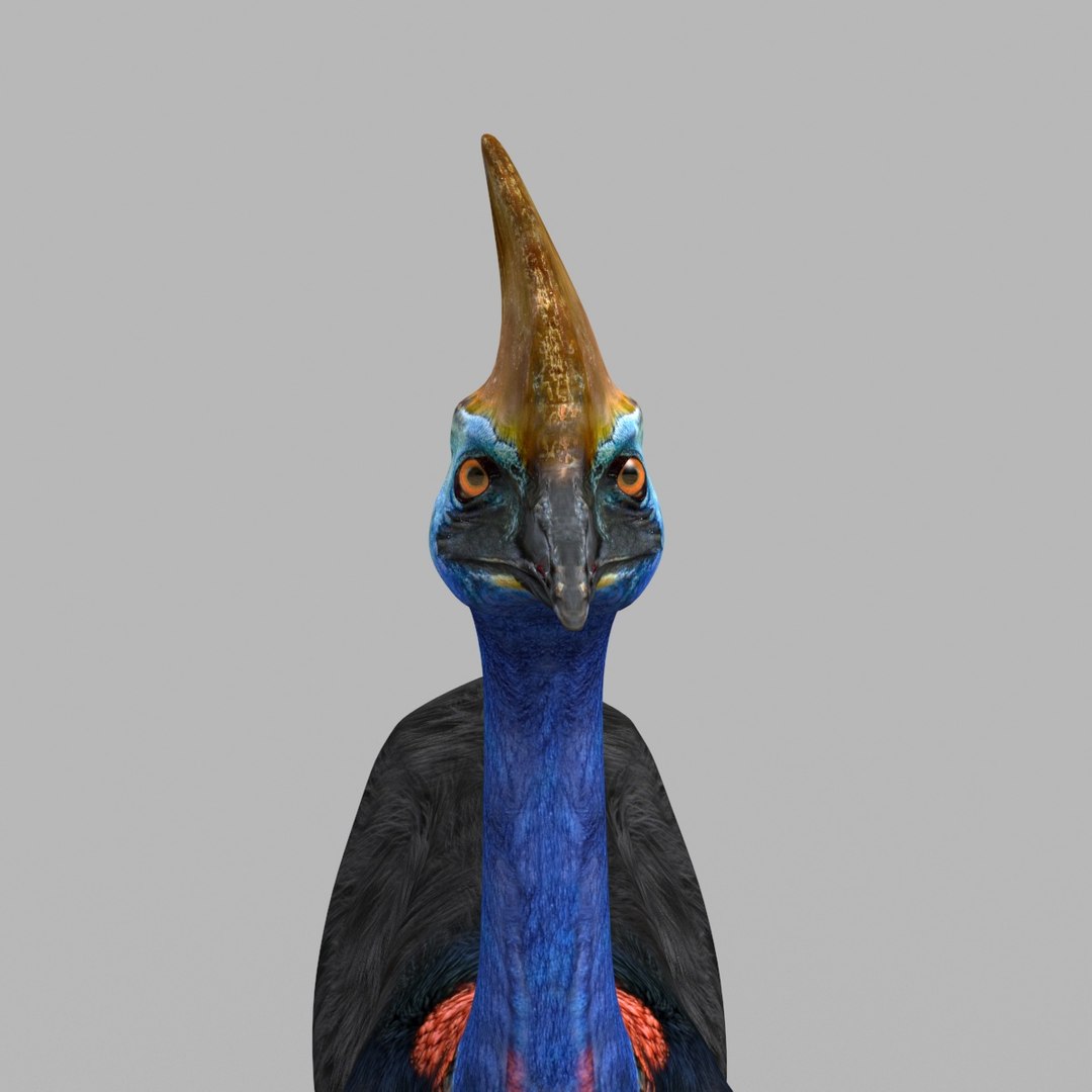 Most Real Cassowary 8K - 3d Animated Model 3D Model - TurboSquid 2058925