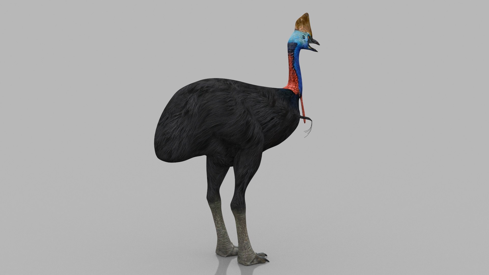 Most Real Cassowary 8K - 3d animated model 3D model - TurboSquid 2058925