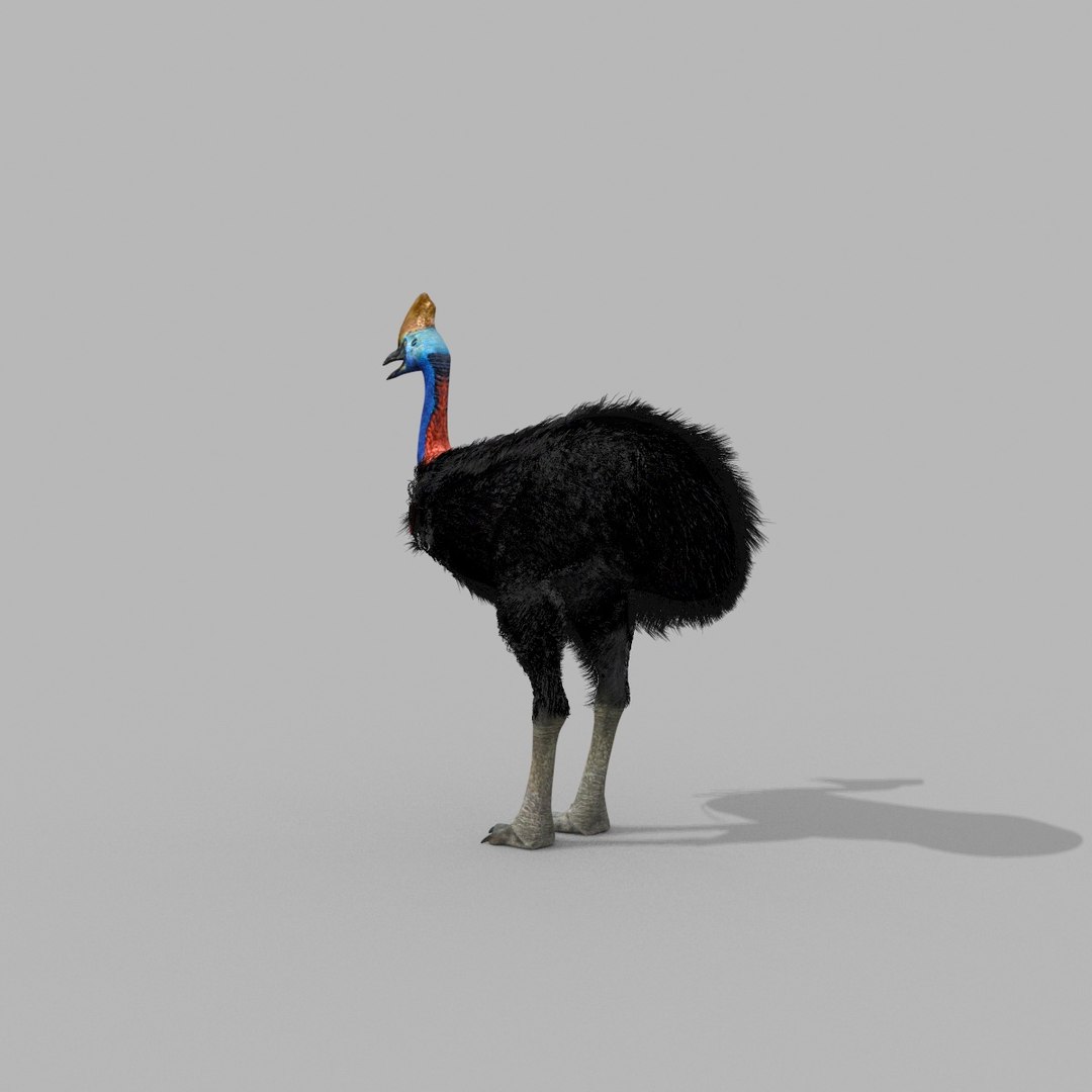 Most Real Cassowary 8K - 3d Animated Model 3D Model - TurboSquid 2058925
