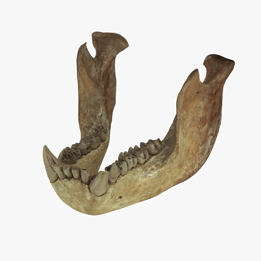 3d gorilla skull