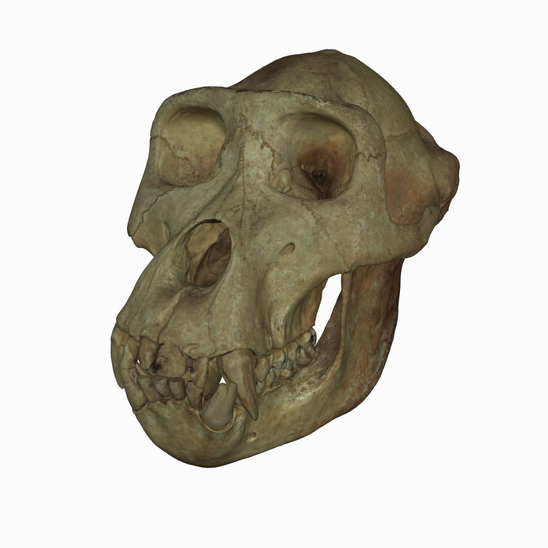 gorilla skull side view