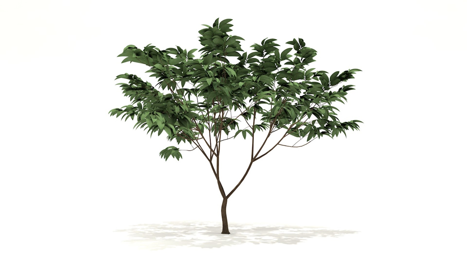3D plumeria tree - TurboSquid 1397701