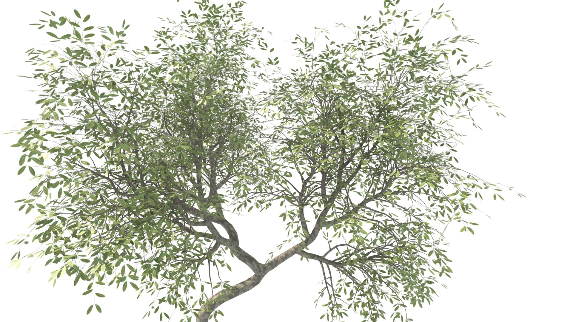 Free Yalda Tree 7 3D Model - TurboSquid 2267667