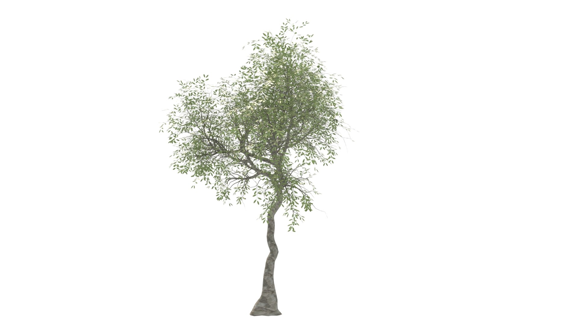 Free Yalda Tree 7 3D Model - TurboSquid 2267667