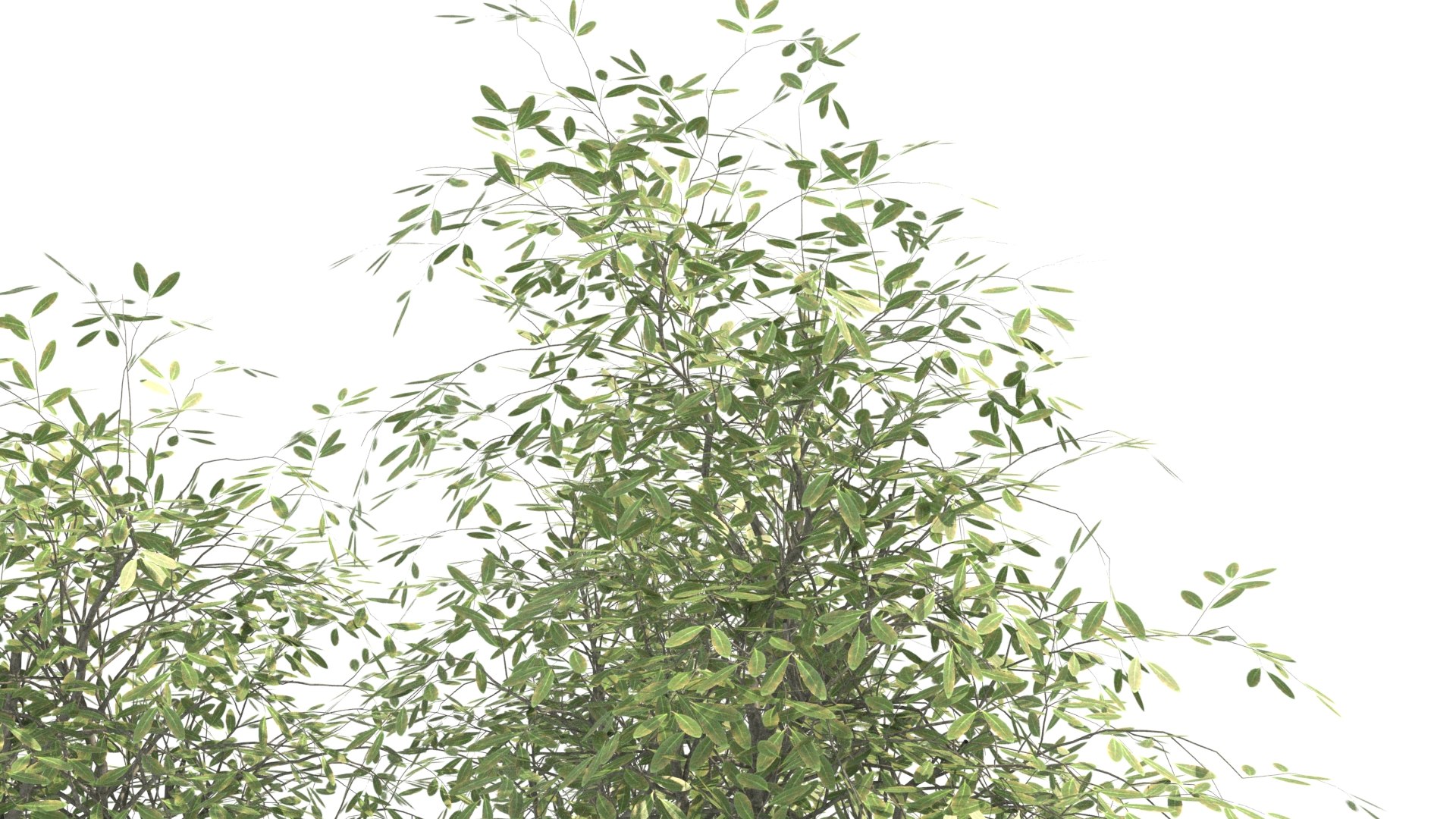 Free Yalda Tree 7 3D Model - TurboSquid 2267667