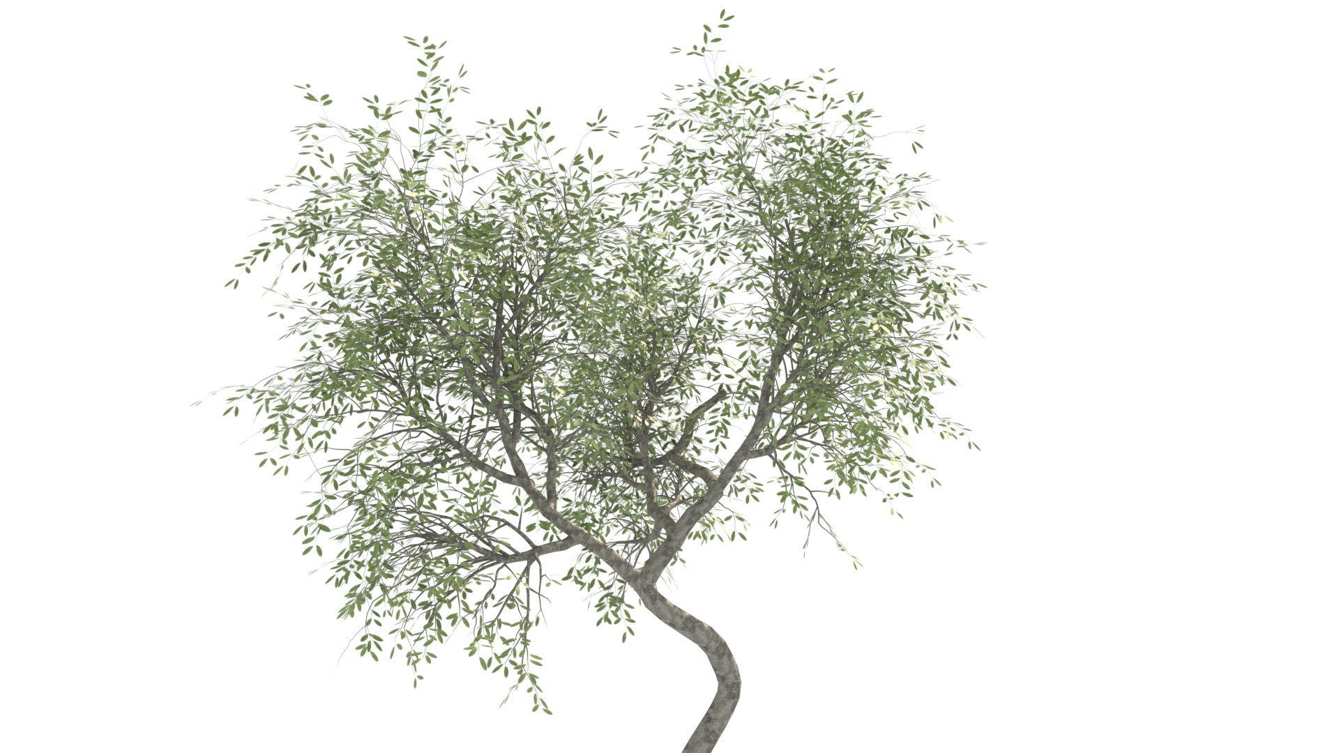 Free Yalda Tree 7 3D Model - TurboSquid 2267667