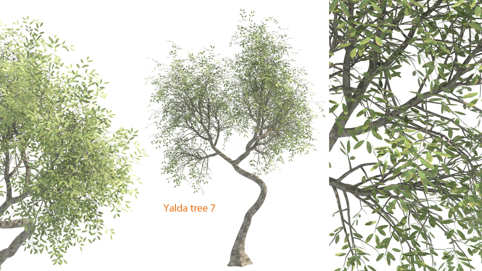 Free Yalda Tree 7 3D Model - TurboSquid 2267667