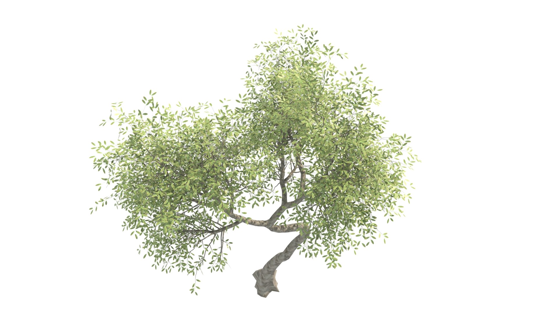 Free Yalda Tree 7 3D Model - TurboSquid 2267667