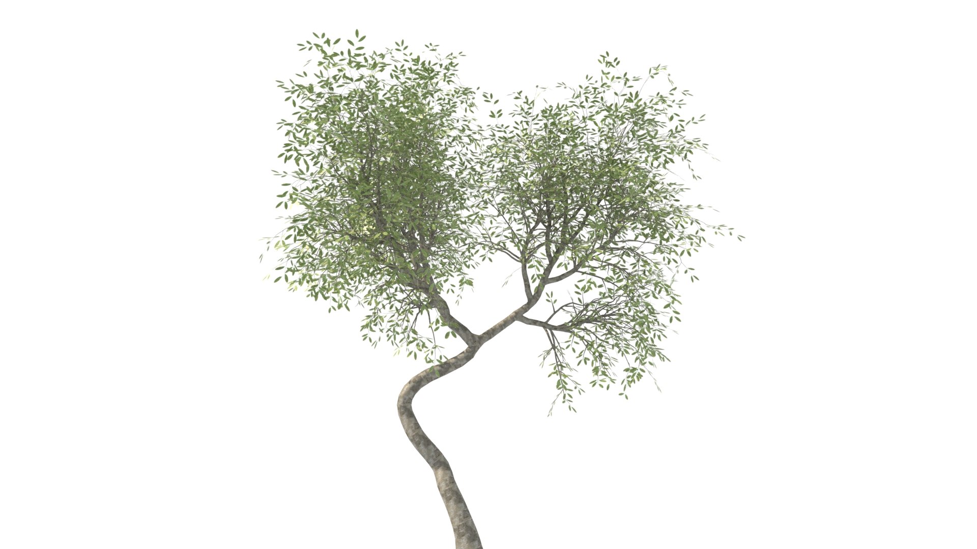 Free Yalda Tree 7 3D Model - TurboSquid 2267667