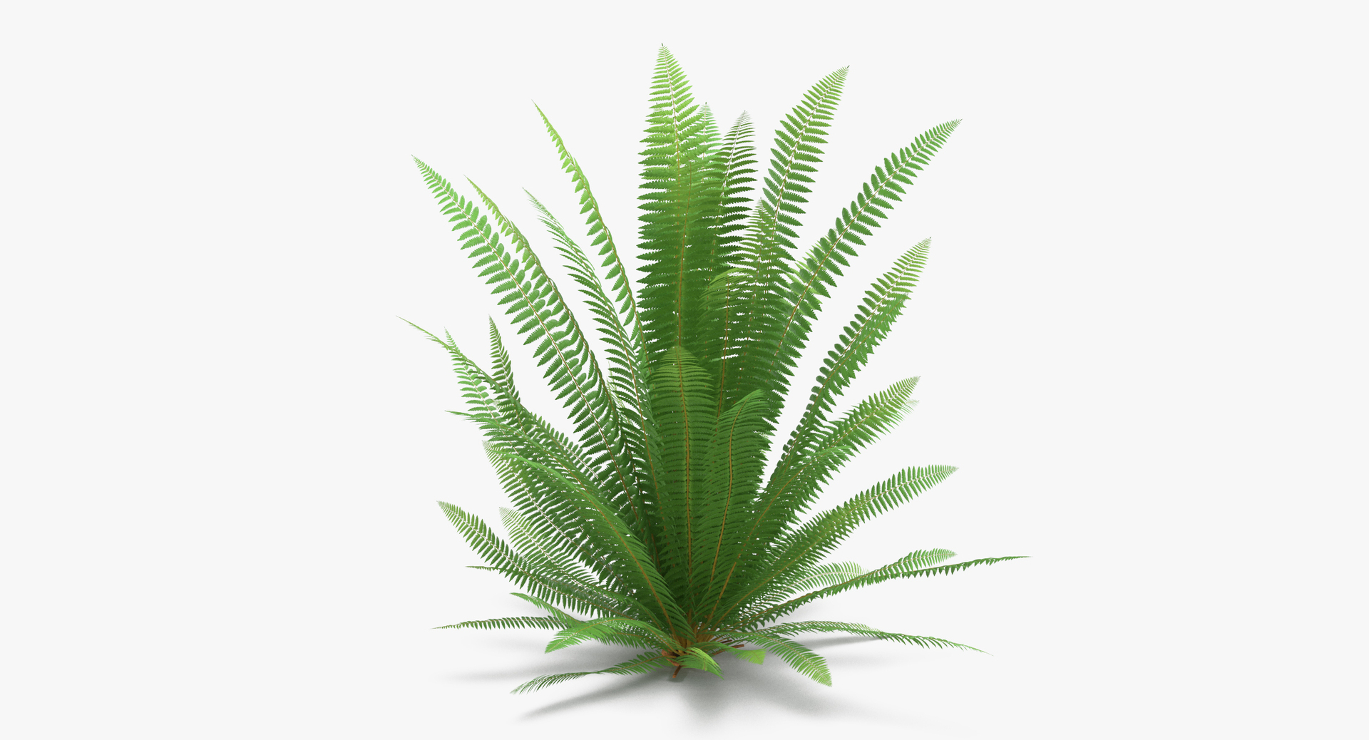Common Ferns 04 3D - TurboSquid 1405687