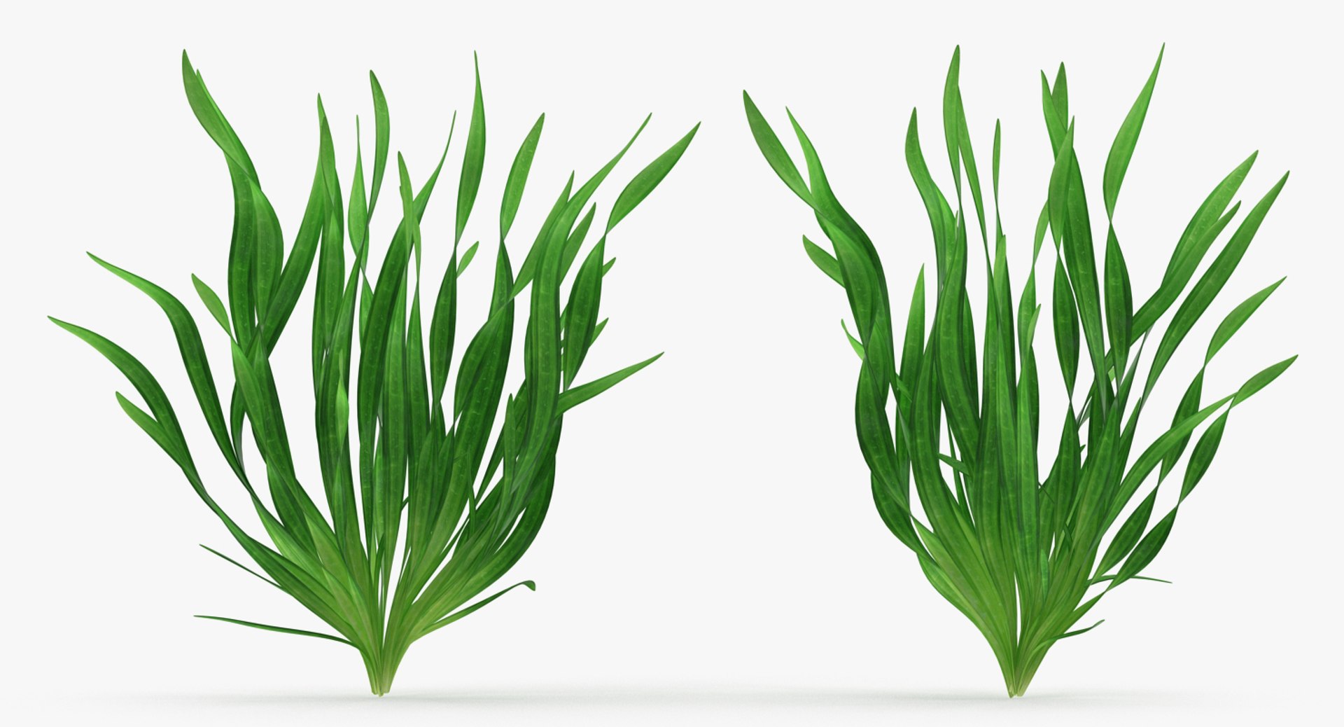 Eel Aquarium Grass 3D Model - TurboSquid 1286725