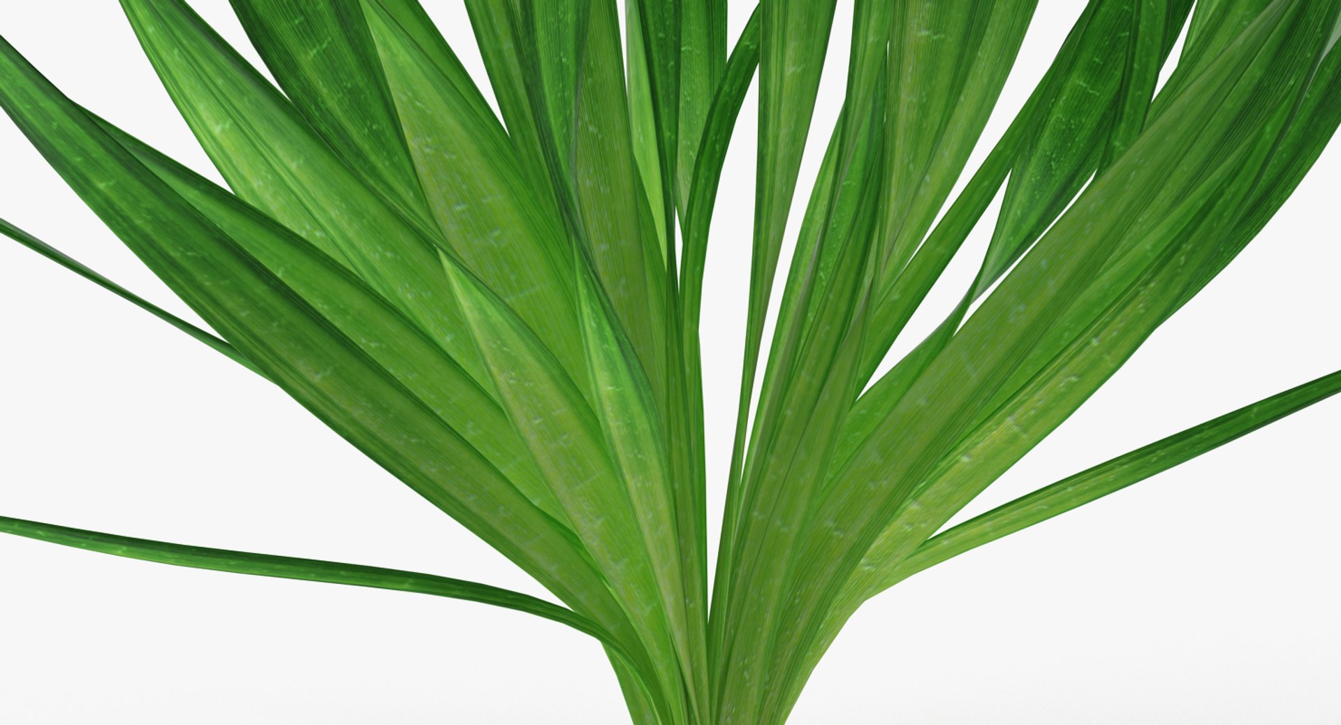 Eel Aquarium Grass 3D Model - TurboSquid 1286725