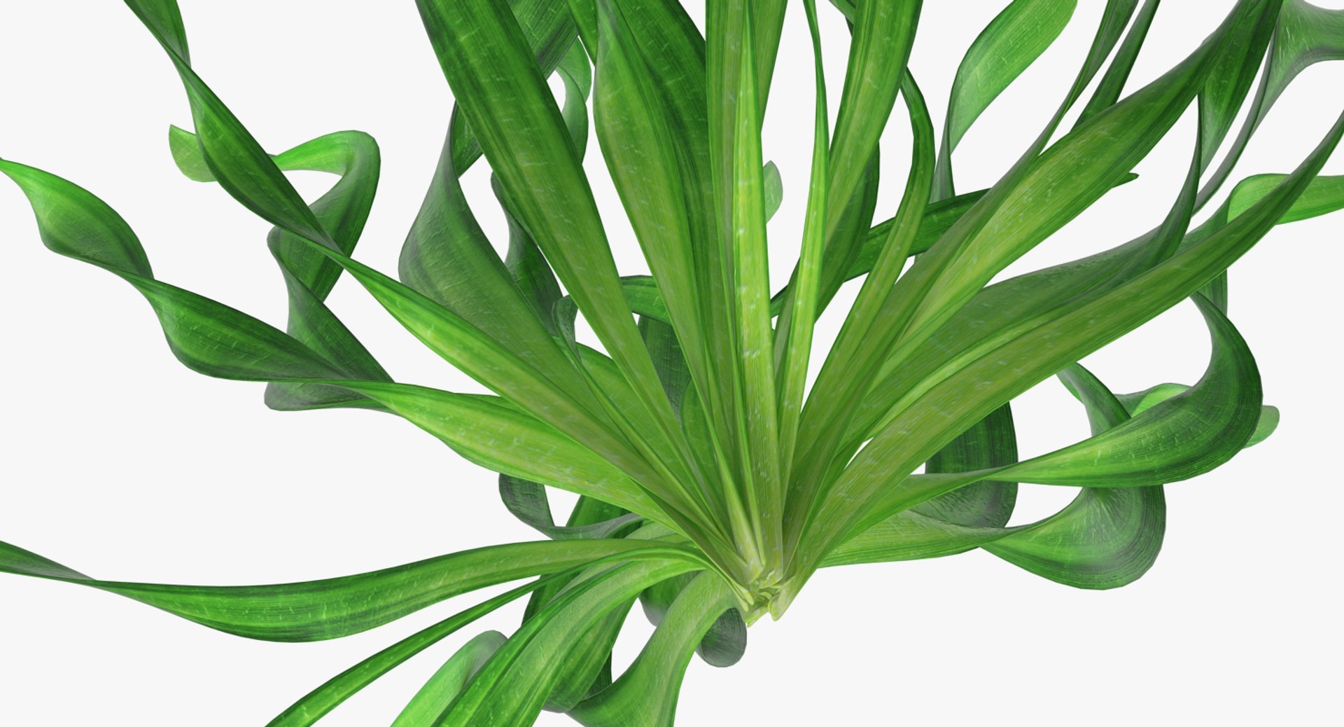 Eel Aquarium Grass 3D Model - TurboSquid 1286725
