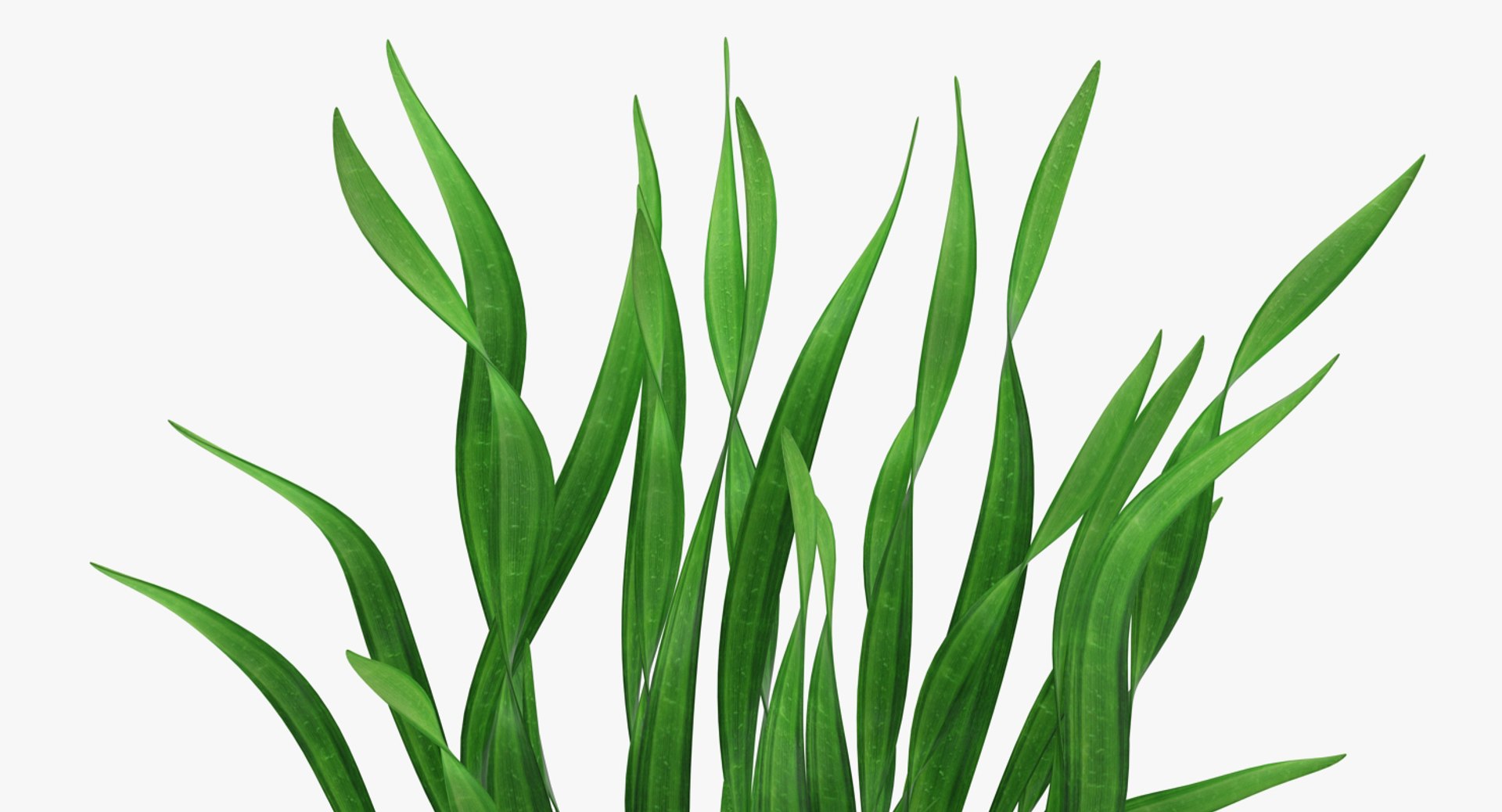 Eel Aquarium Grass 3D Model - TurboSquid 1286725