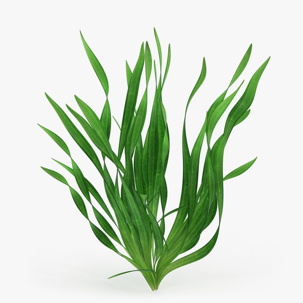 Eel aquarium grass 3D model - TurboSquid 1286725