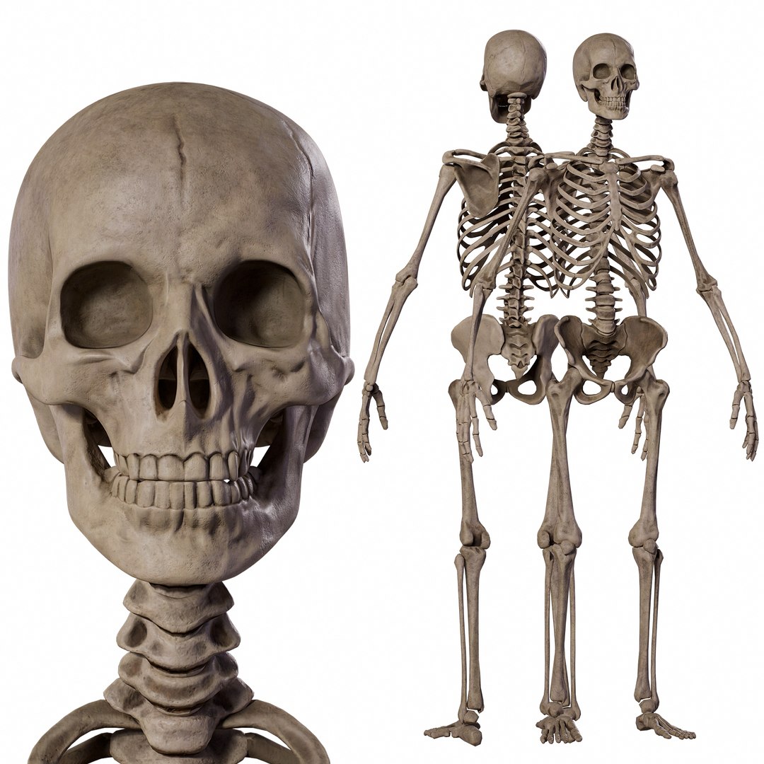 Human Male Skeleton Model - TurboSquid 1977206