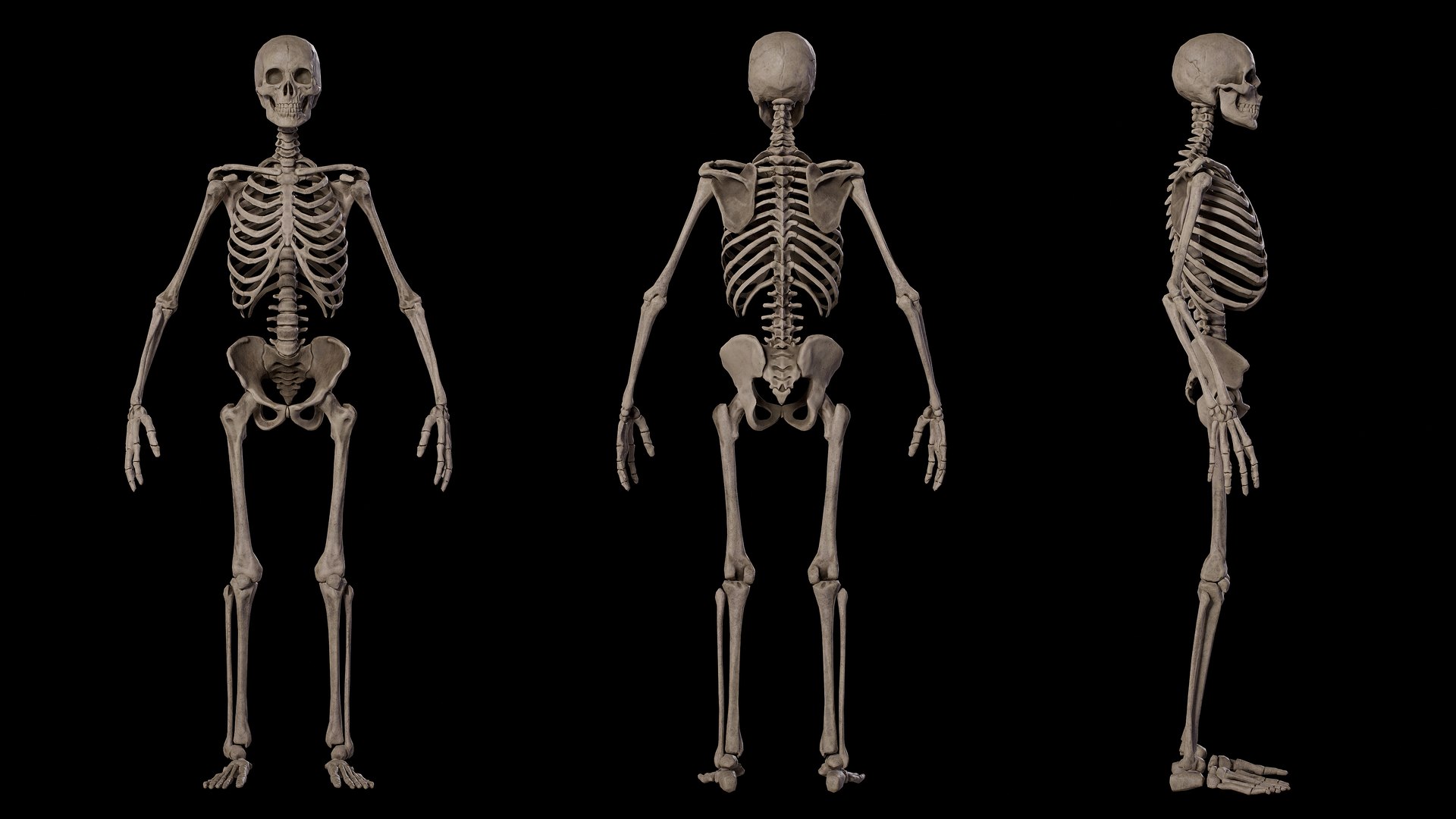 Human Male Skeleton Model - TurboSquid 1977206