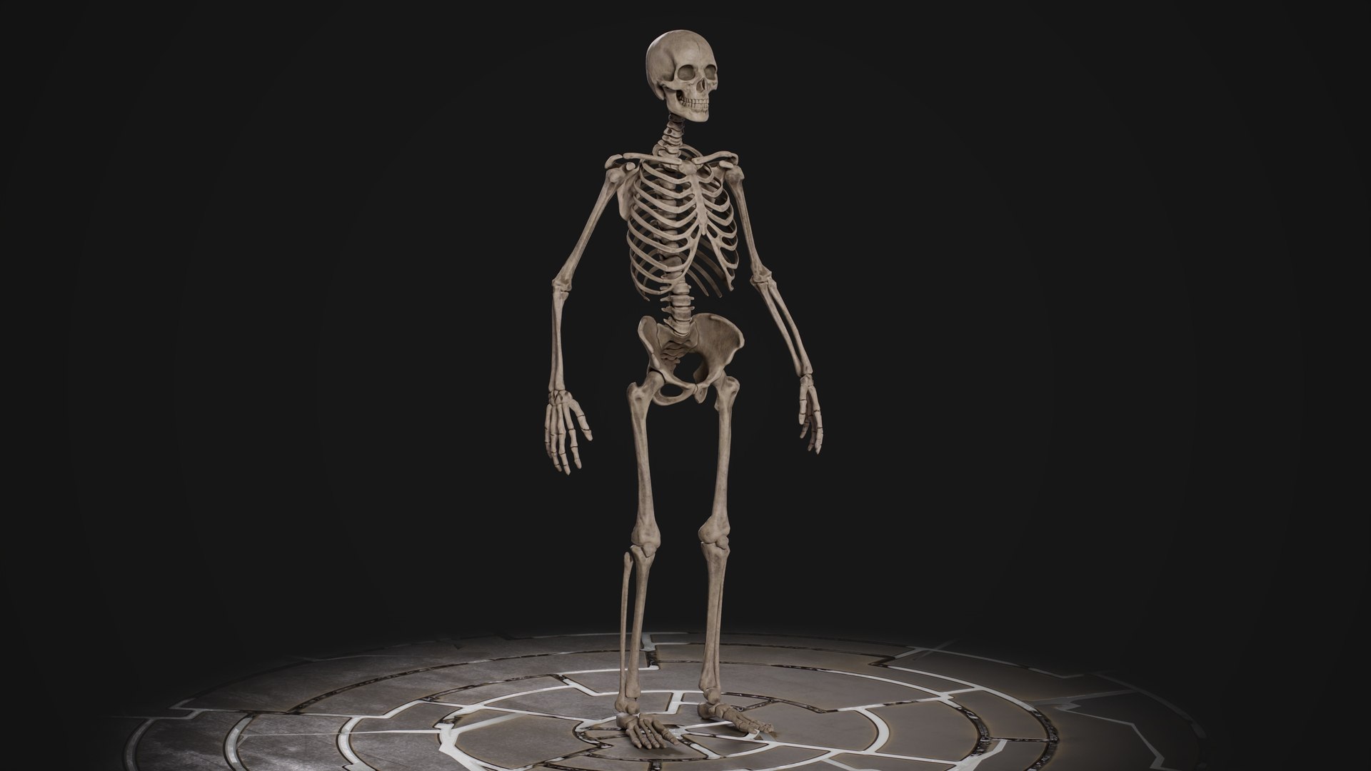 Human Male Skeleton Model - TurboSquid 1977206