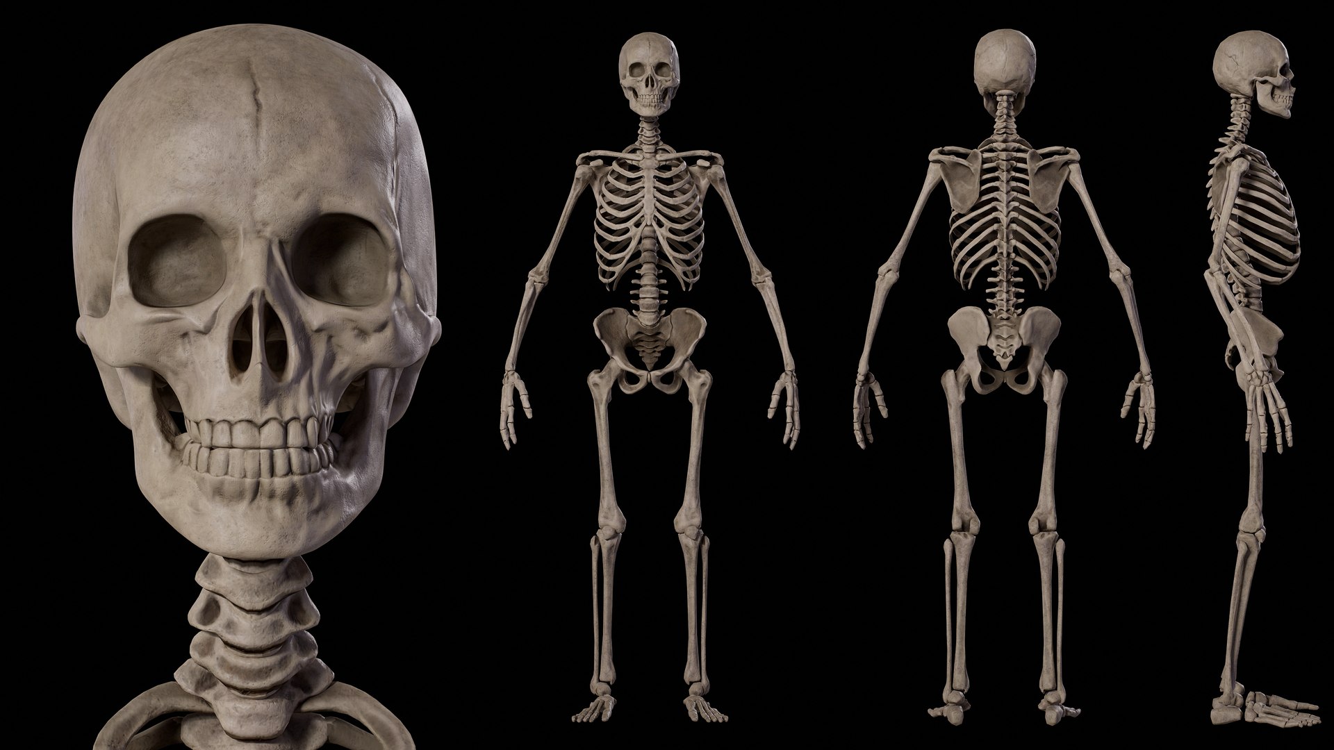 Human Male Skeleton Model - TurboSquid 1977206