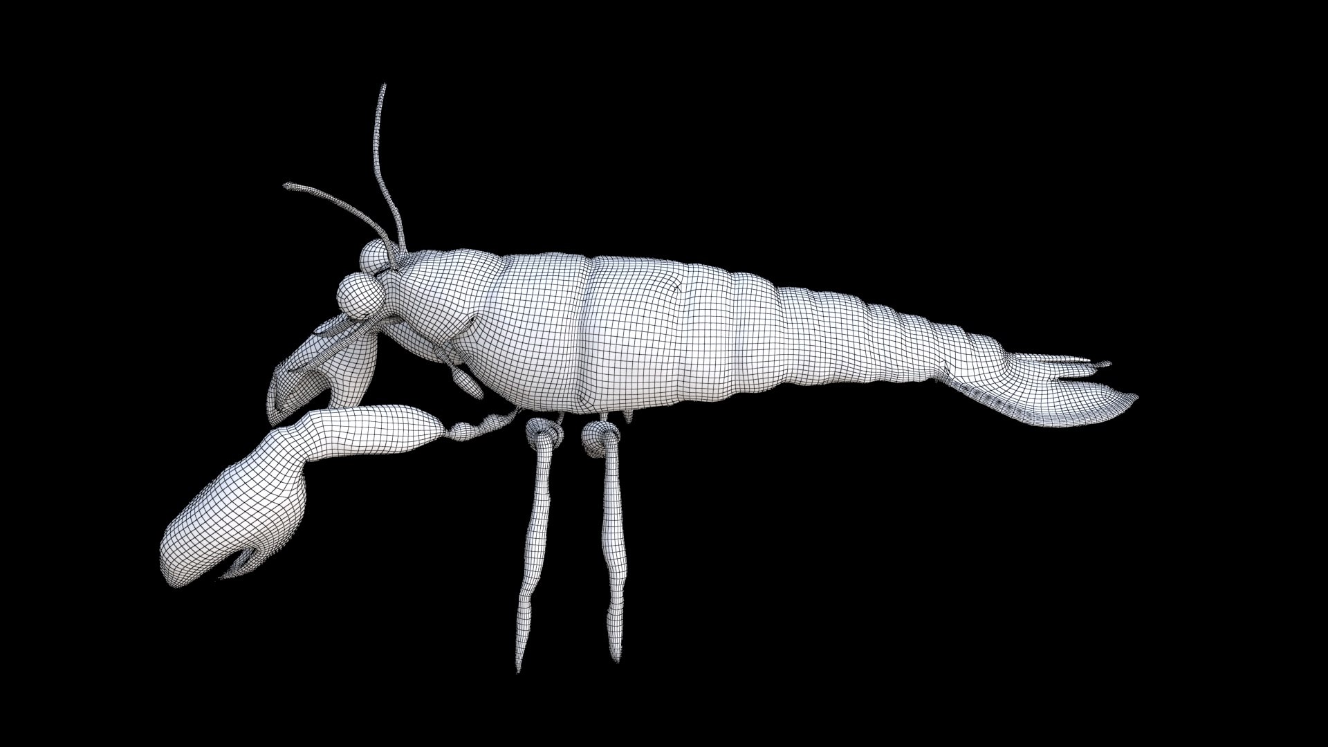 Mantis Shrimp 3D - TurboSquid 2338819