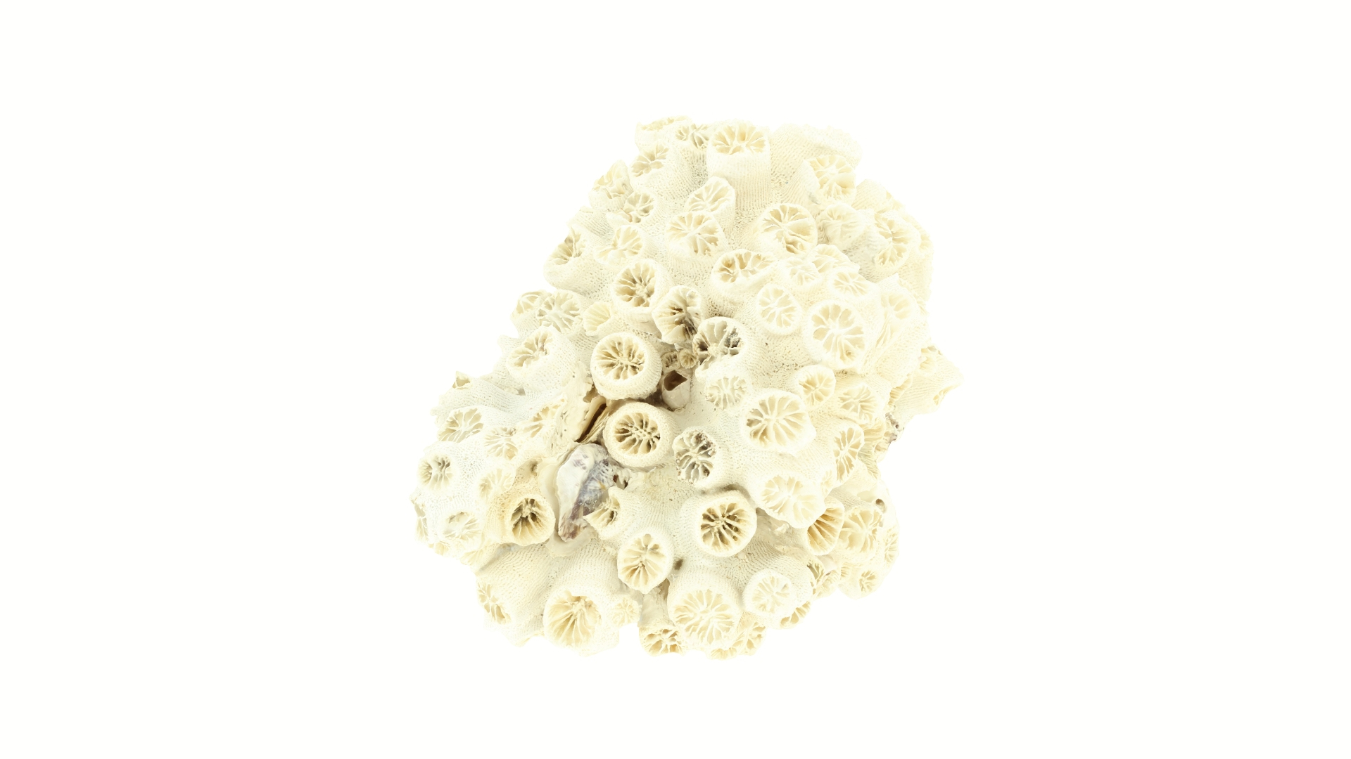 3D Coral Fossil Raw Scanned - TurboSquid 1782295