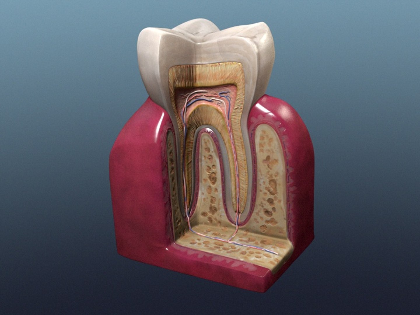 Obj Tooth Cross Section