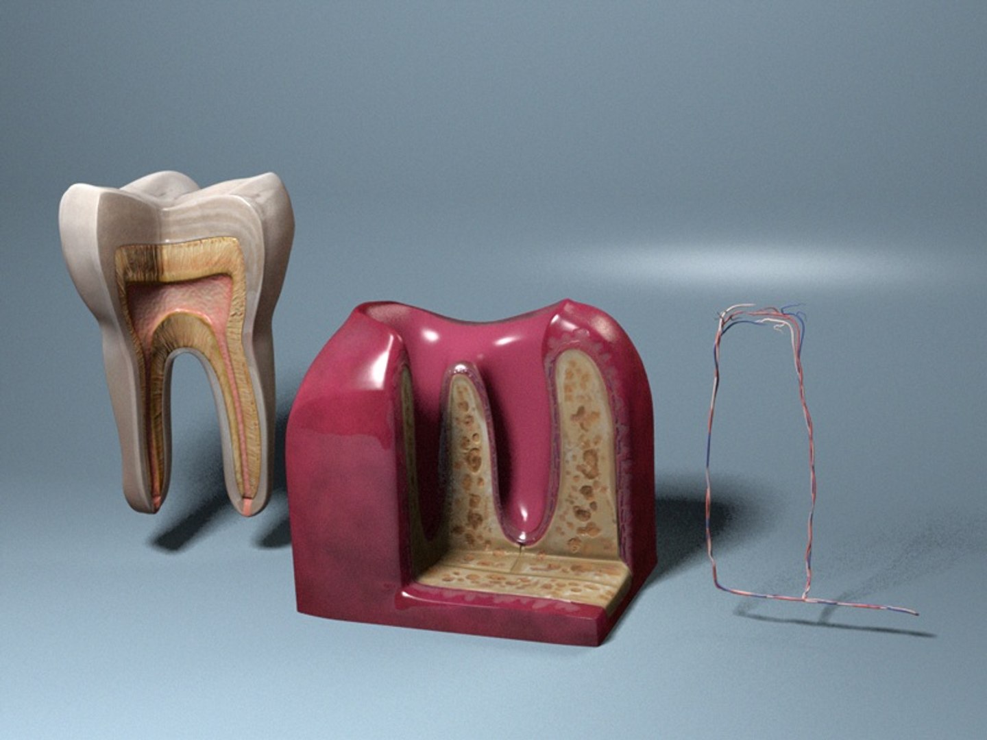Obj Tooth Cross Section