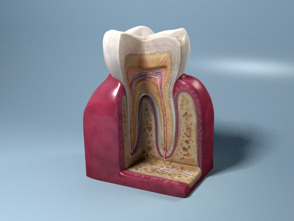 Mouth 3D Models for Download | TurboSquid