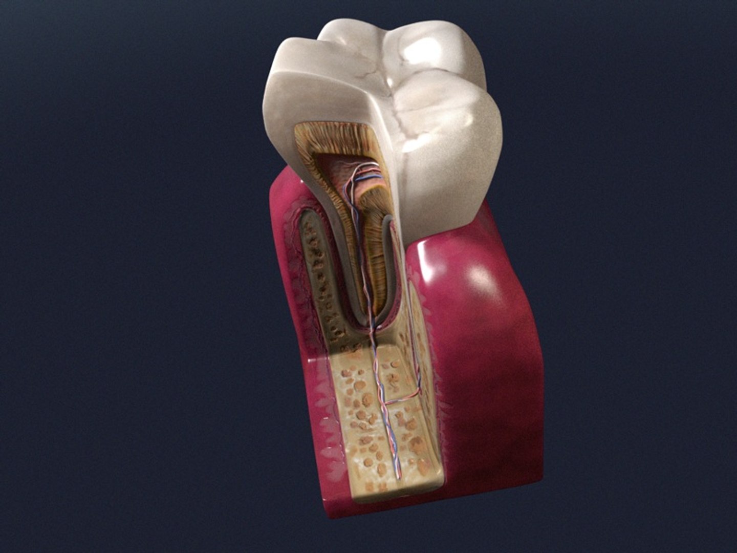 Obj Tooth Cross Section
