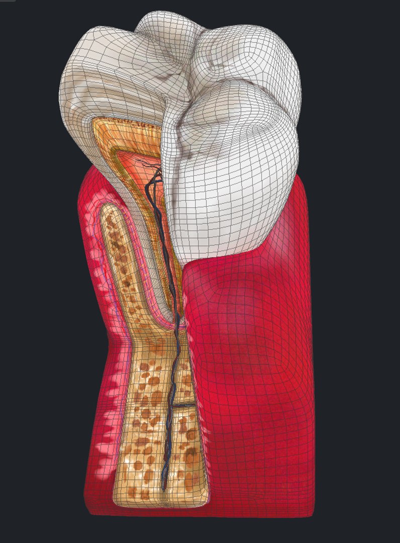 Obj Tooth Cross Section
