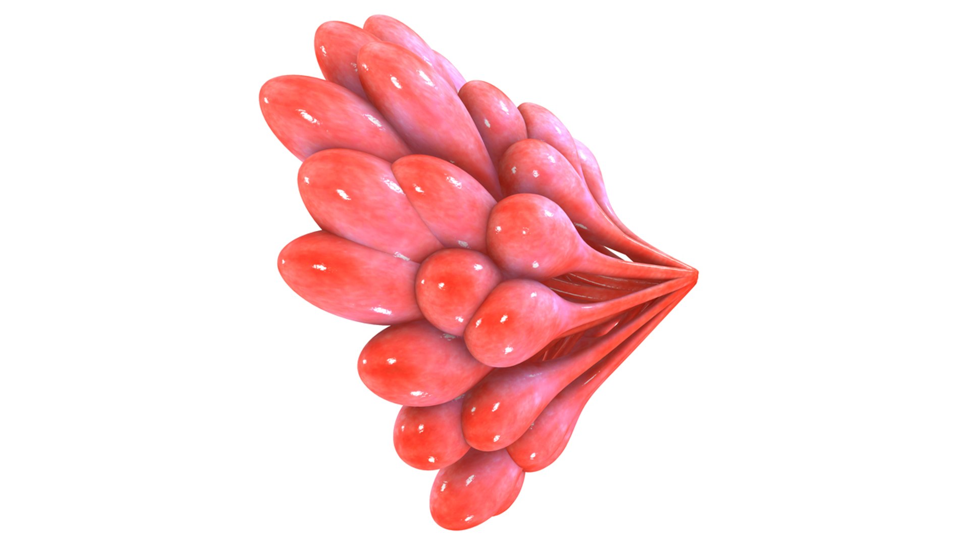 3d Model Mammary Glands